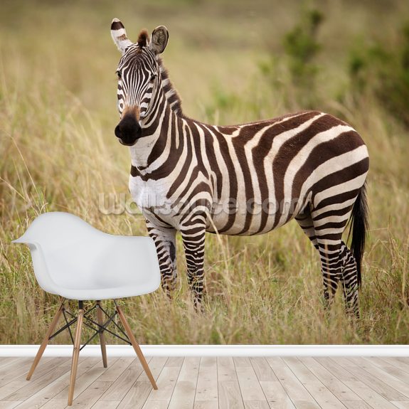 Zebra in lang gras behang | Wallsauce NL