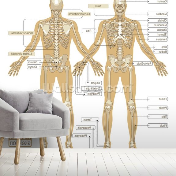 Diagram van de Menselijke Skelet Wallpaper Mural | Wallsauce NL