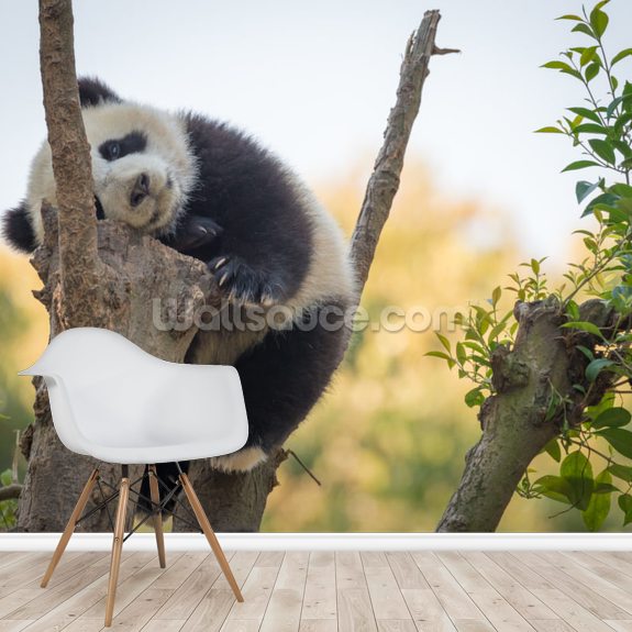 Nap Time Wallpaper | Wallsauce AU